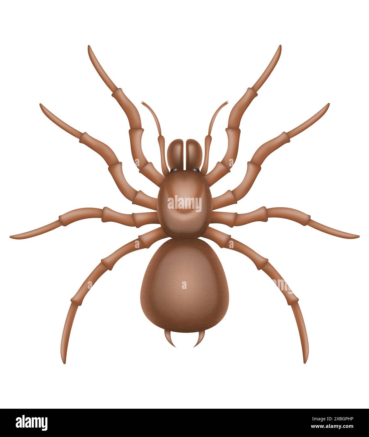 spider insects wildlife animals vector illustration isolated on white ...