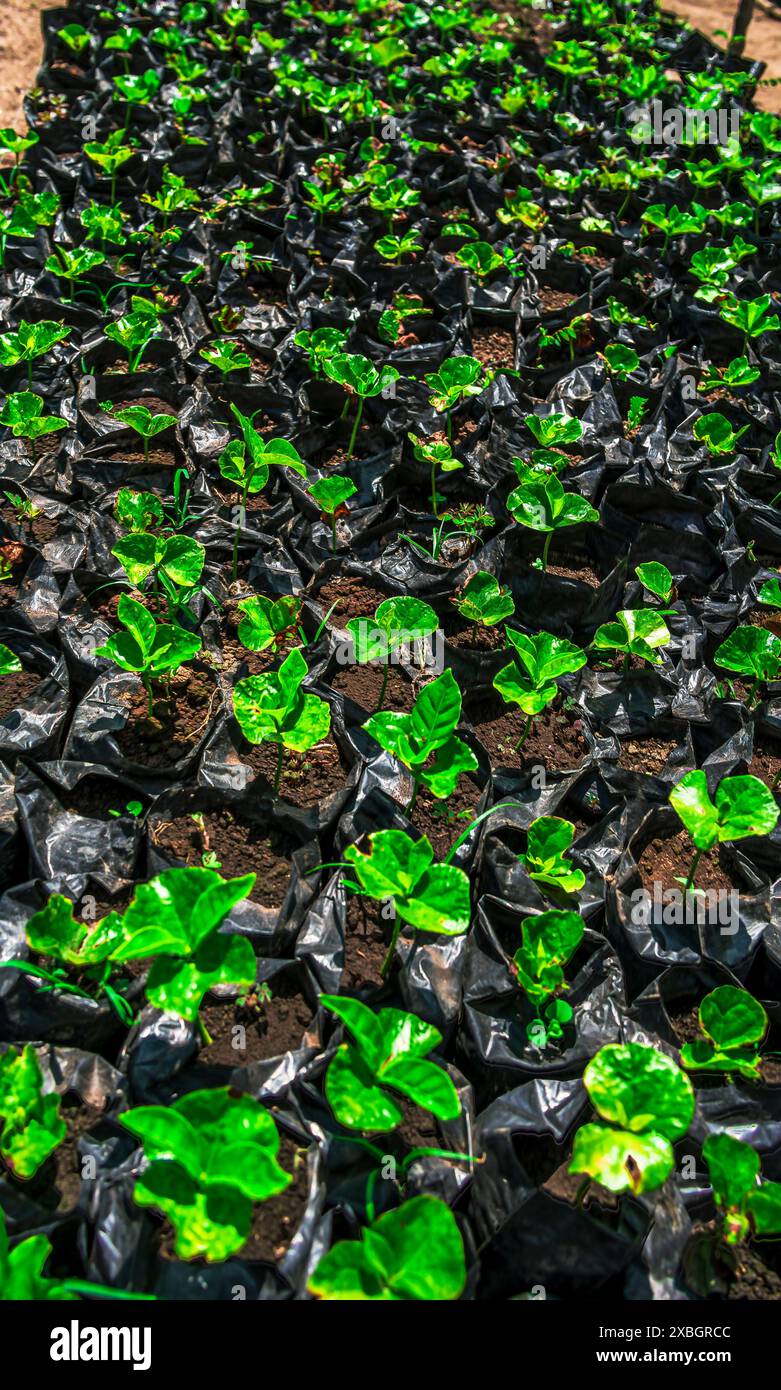 Coffee Plantation, Quindio, Colombia Stock Photo - Alamy