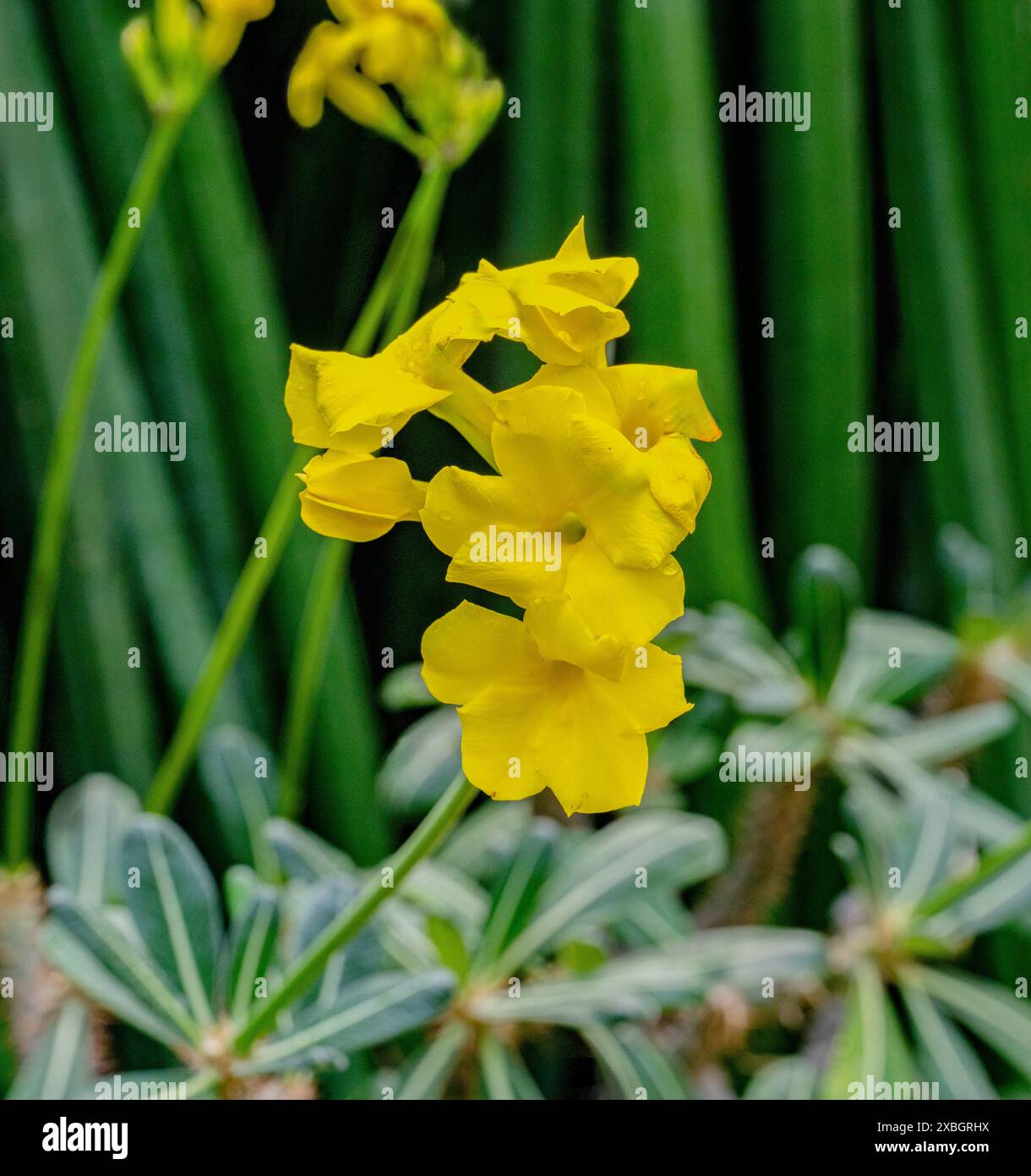 Elephants foot plant (Pachypodium rosulatum) blossom. Botanical Garden ...