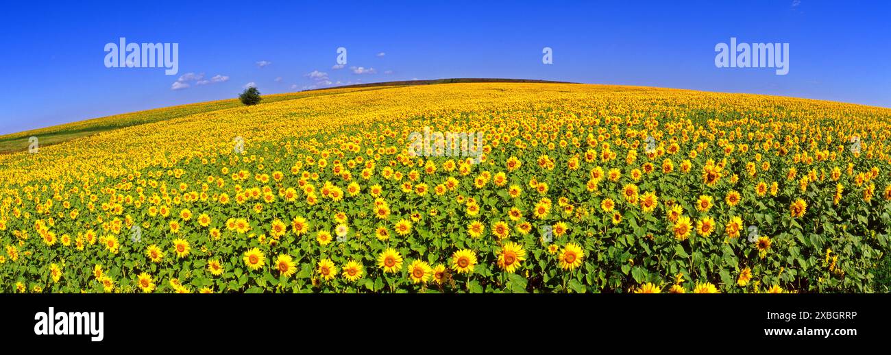 field of sunflowers photofilming by panoramic camera Stock Photo - Alamy