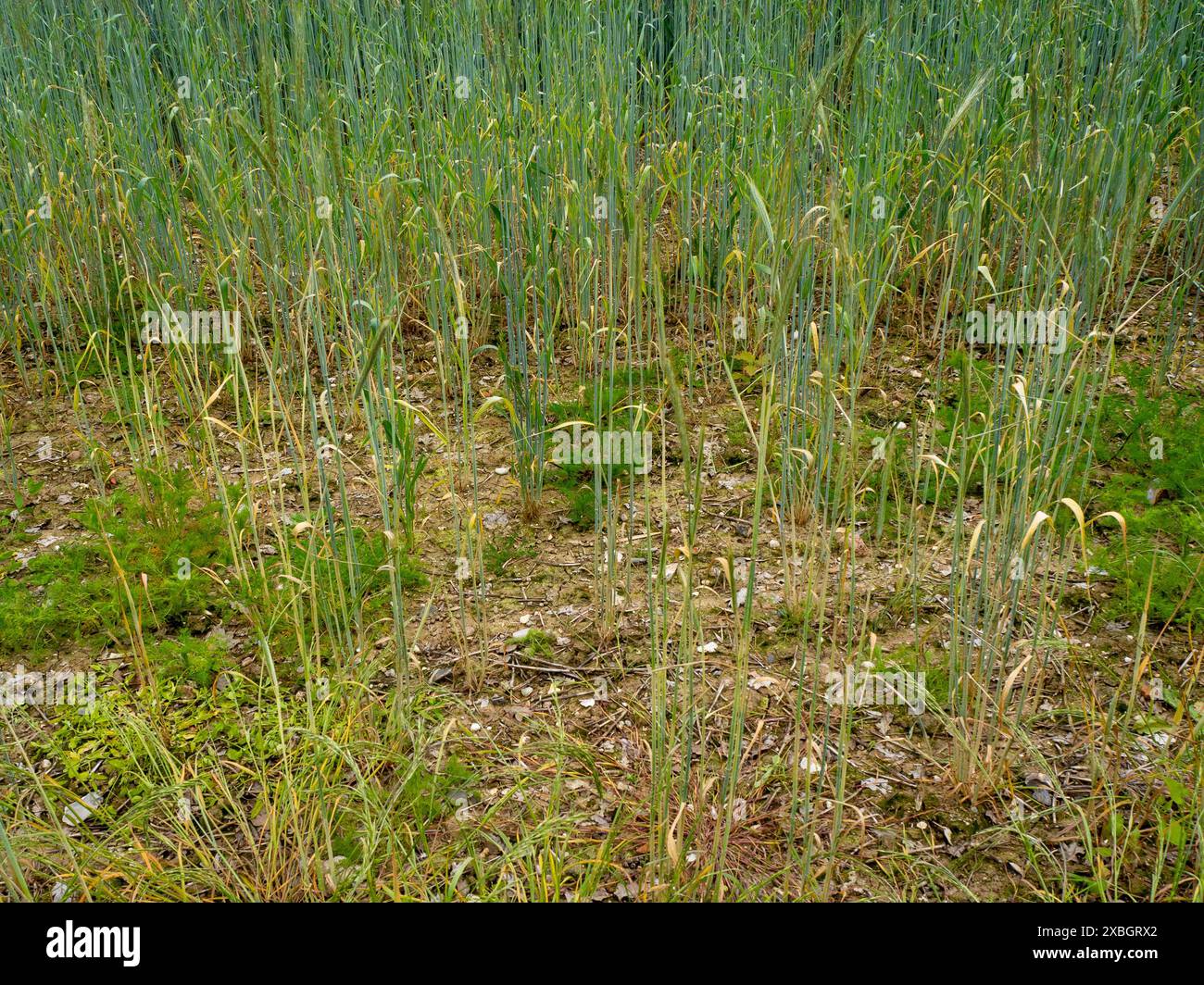 Badly planted hi-res stock photography and images - Alamy