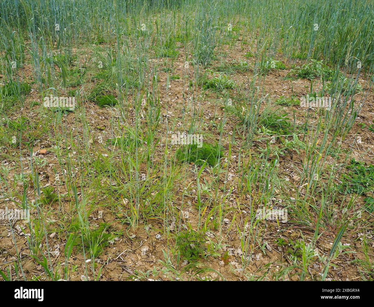 Crop failure hi-res stock photography and images - Alamy