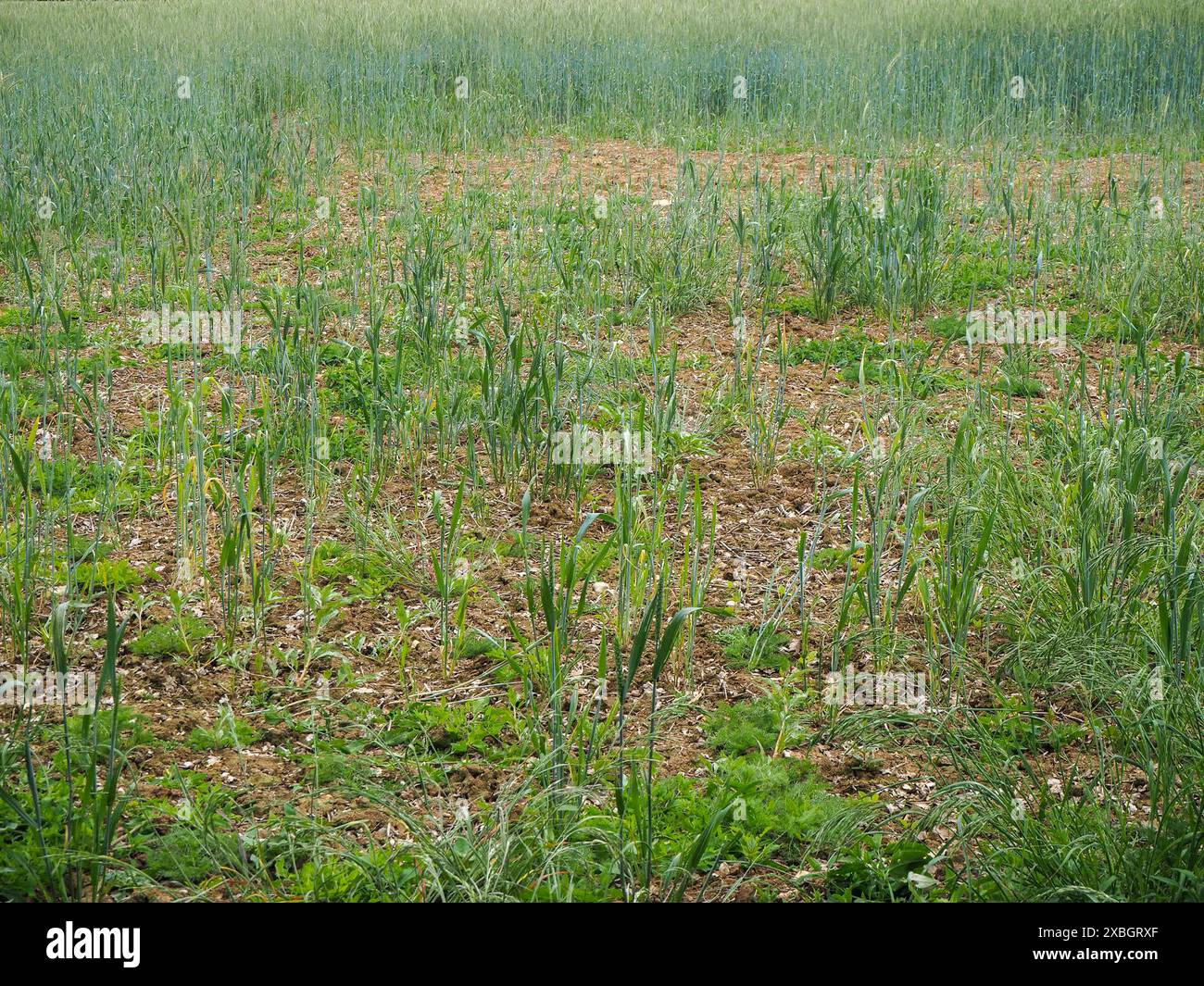 Badly planted hi-res stock photography and images - Alamy