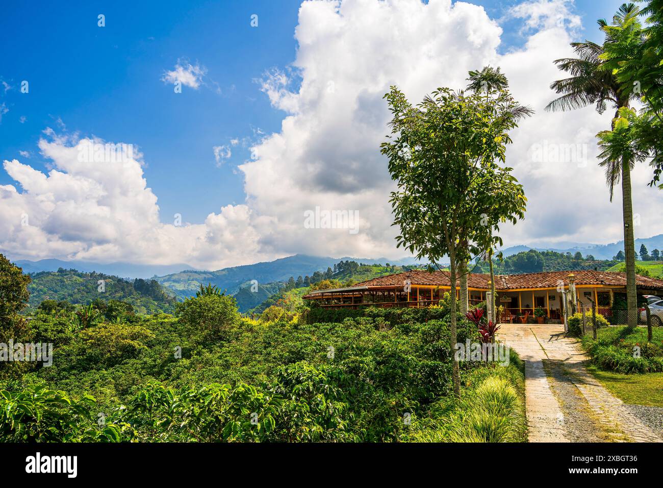 Coffee Plantation, Quindio, Colombia Stock Photo - Alamy