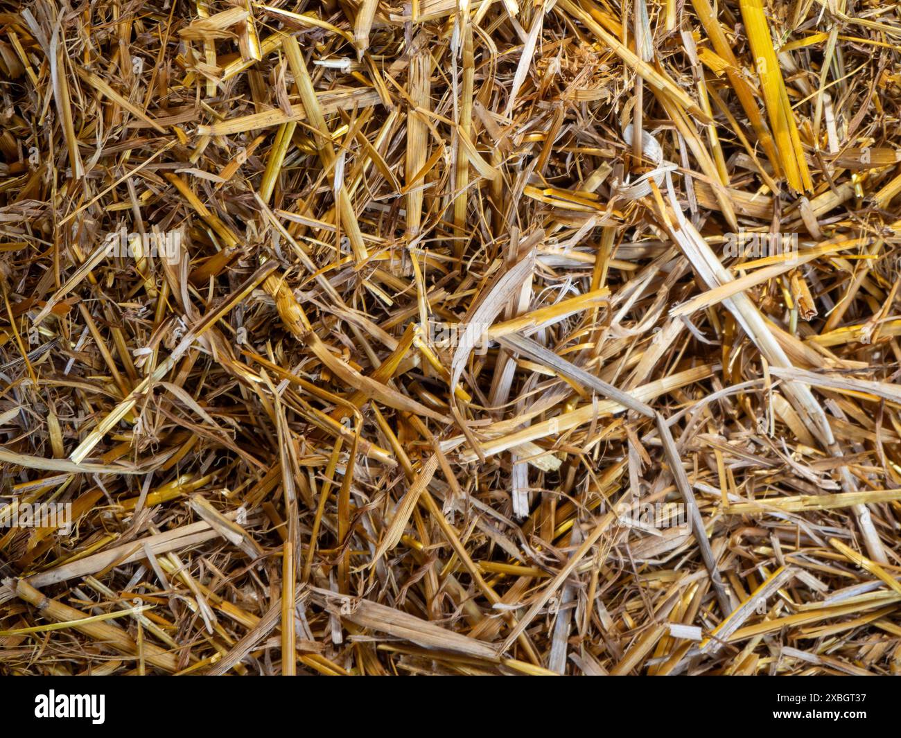 Straw on a barn floor Stock Photo - Alamy