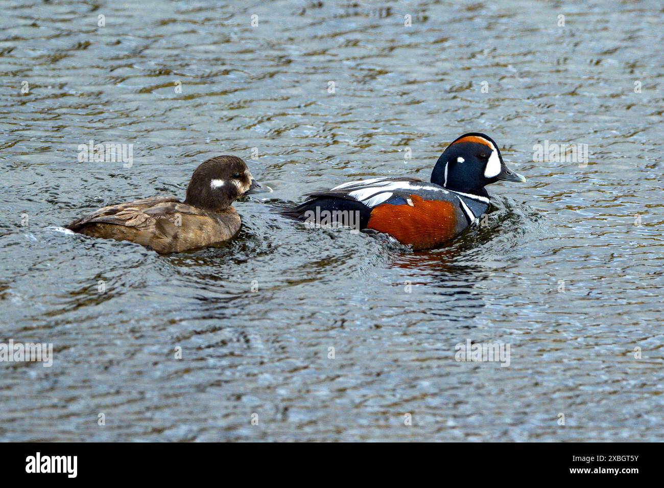 Pair of harlequin ducks (Histrionicus histrionicus) from Grundarfjordur ...