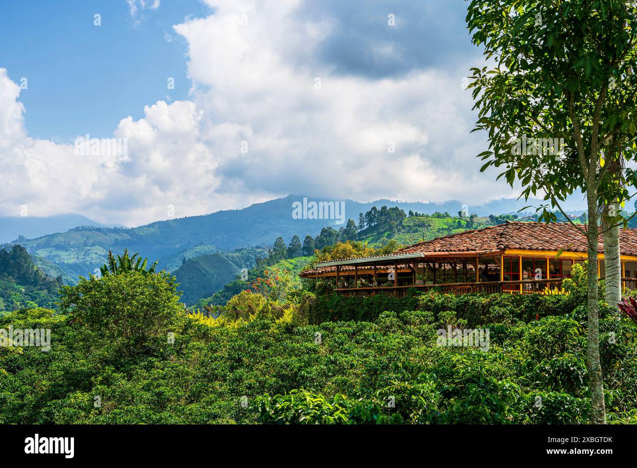 Coffee Plantation, Quindio, Colombia Stock Photo - Alamy