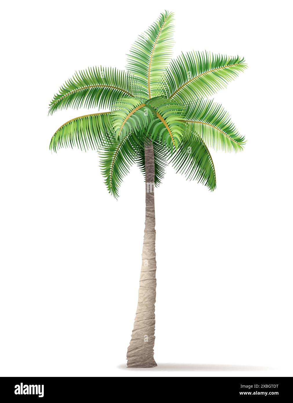 tropical palm tree with green foliage vector illustration isolated on ...