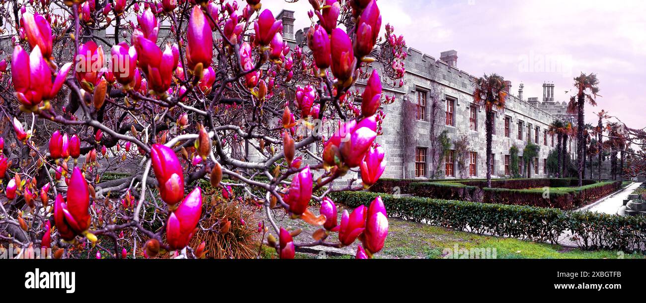 Panoramic view of the Vorontsov palace on the background of magnolia ...