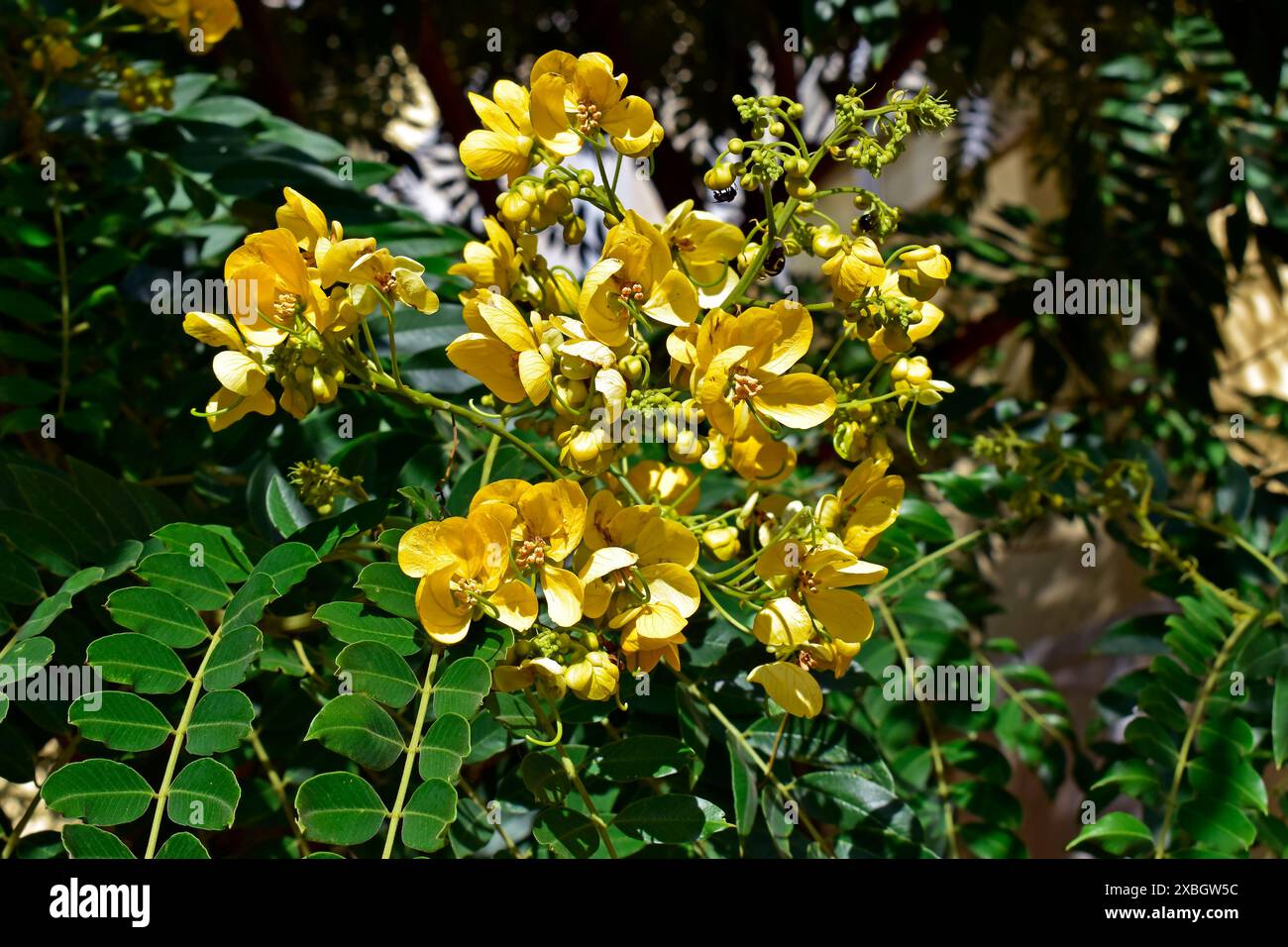 Golden wonder tree flowers (Senna spectabilis Stock Photo - Alamy