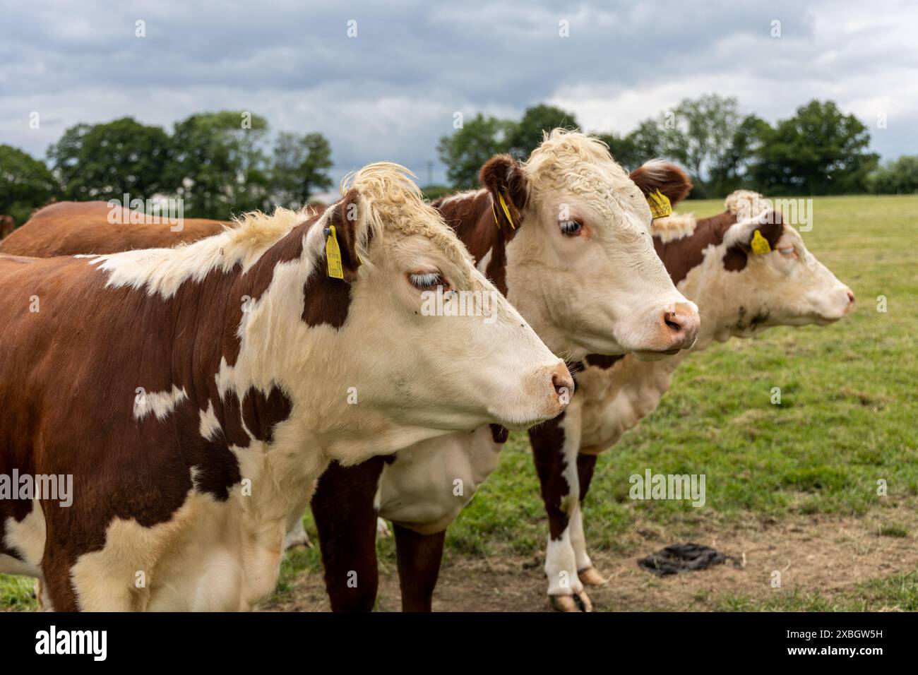 Wagyu cattle hi-res stock photography and images - Alamy