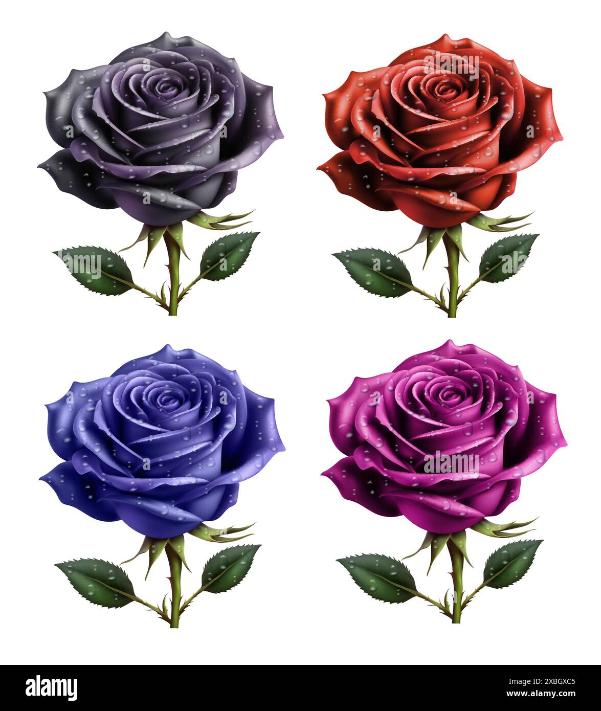 beautiful rose realistic drawing vector illustration isolated on white ...