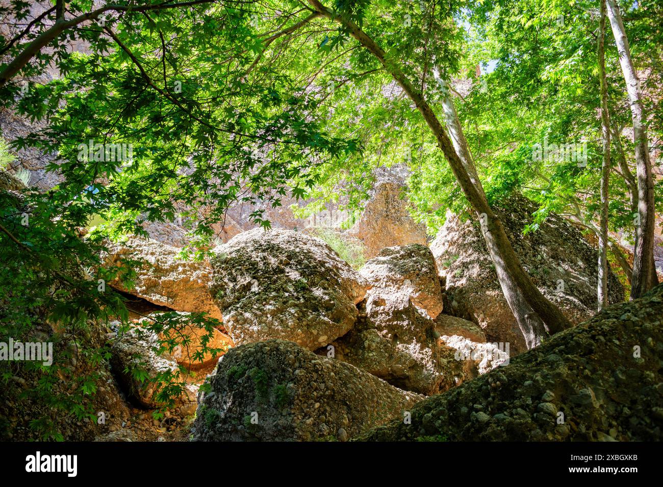 Natural old travel trees vacation woodland hi-res stock photography and ...