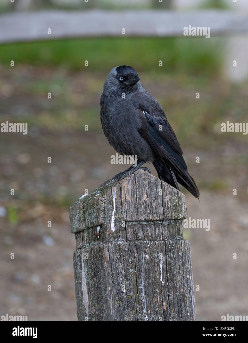 12th june 2024 hi-res stock photography and images - Alamy