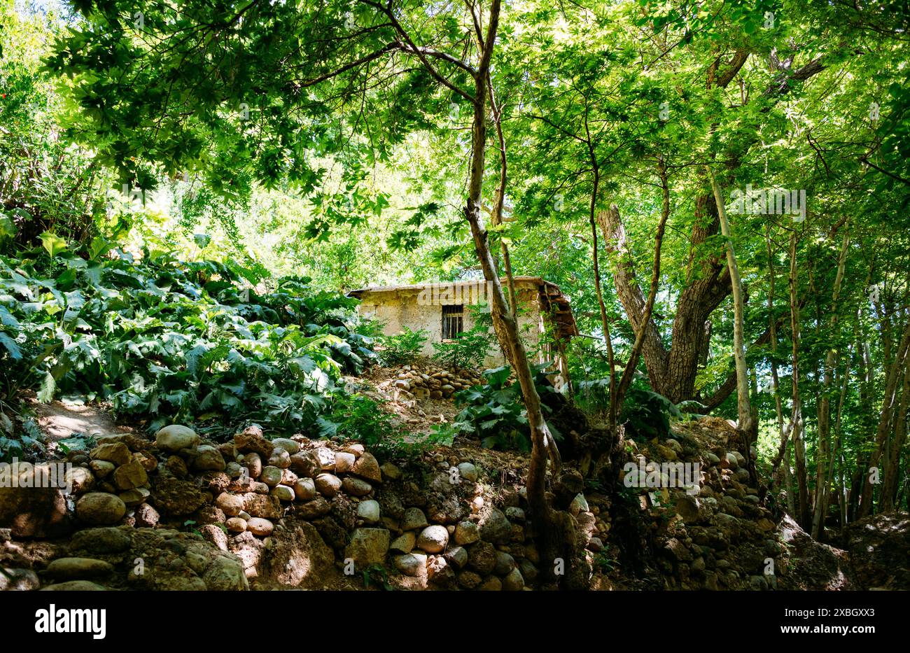 Old hut tree hi-res stock photography and images - Alamy