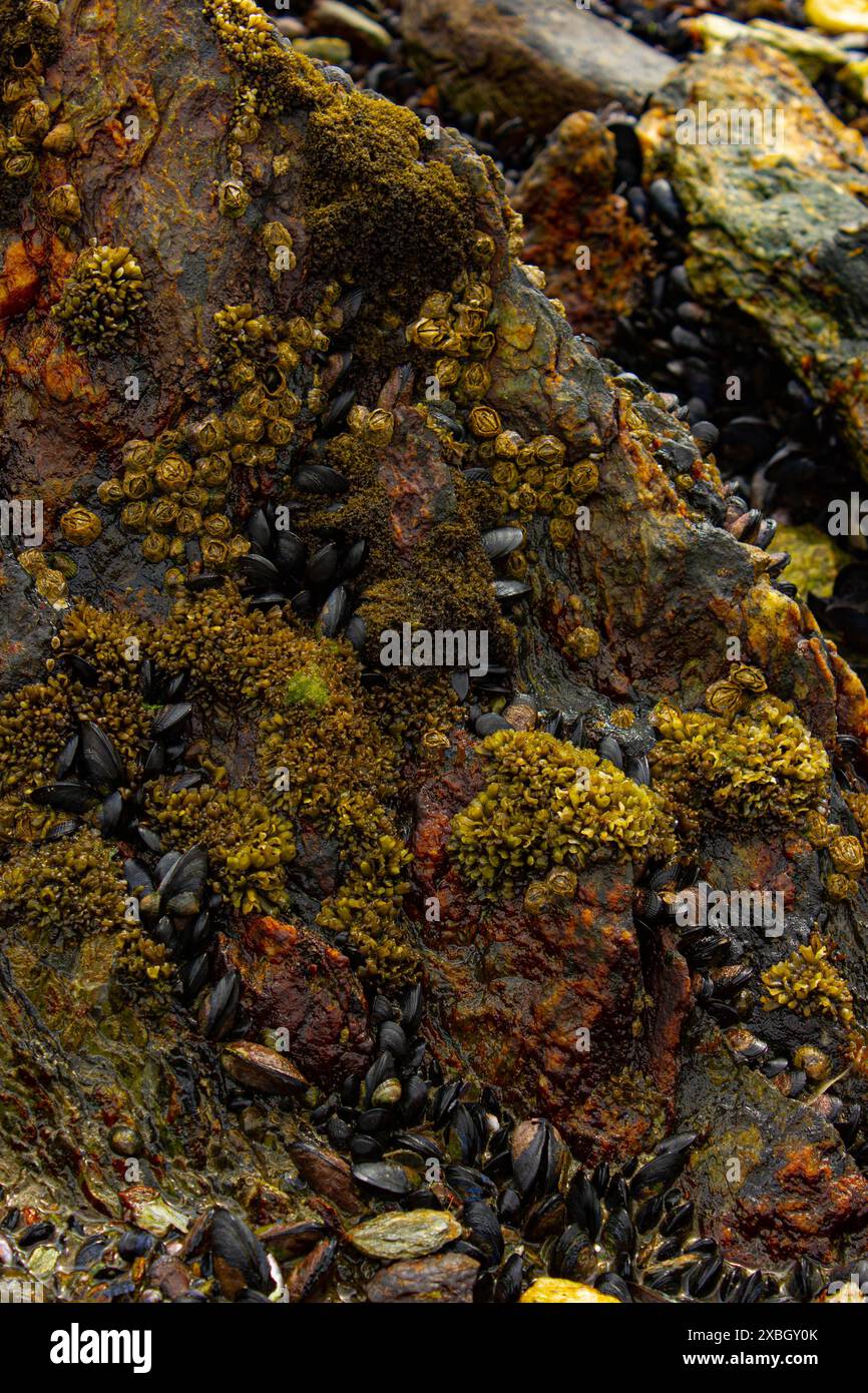 Close up fresh mussels on hi-res stock photography and images - Alamy