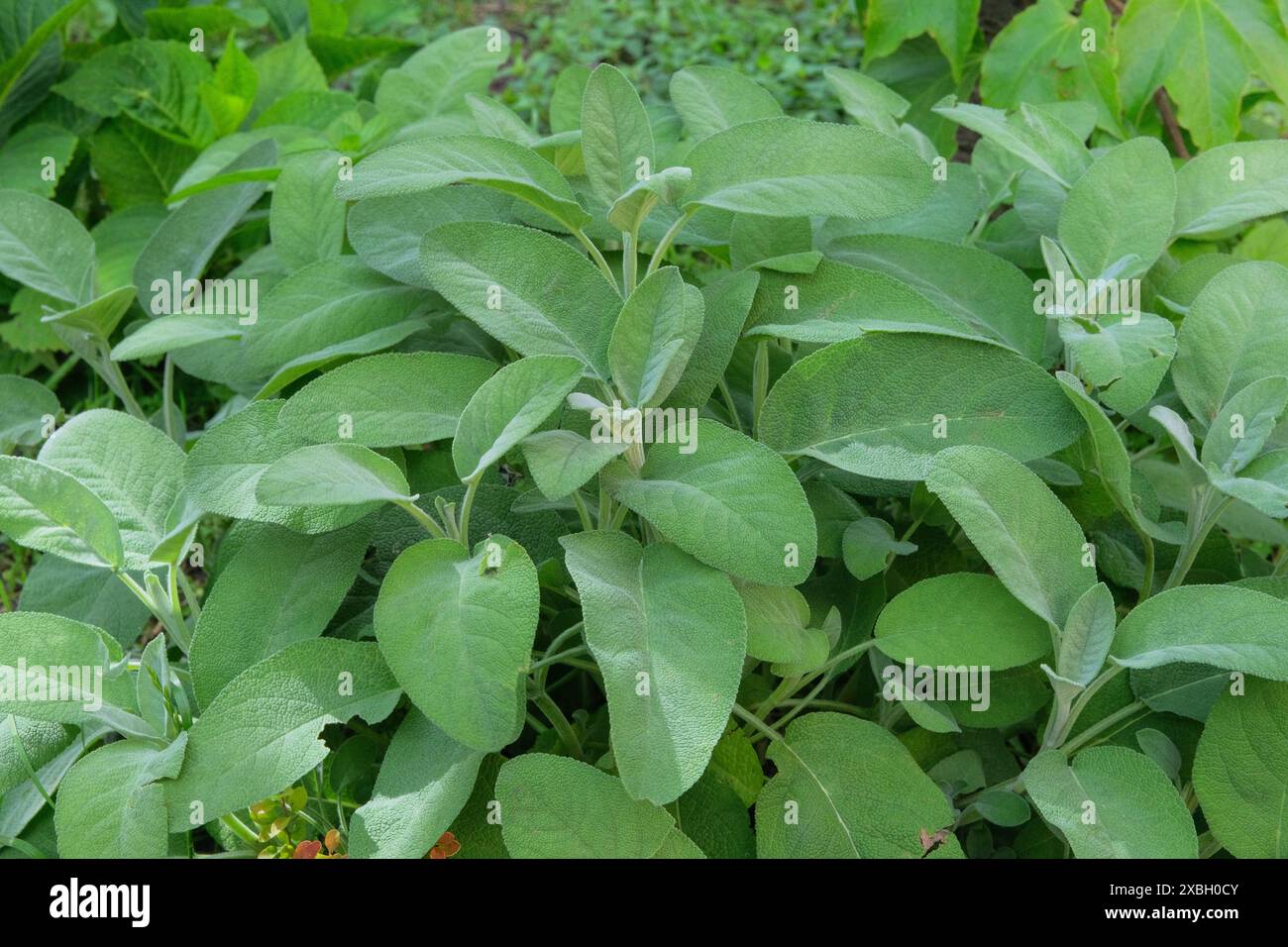 Sage leaves grow in the vegetable garden. Growing green spices for ...