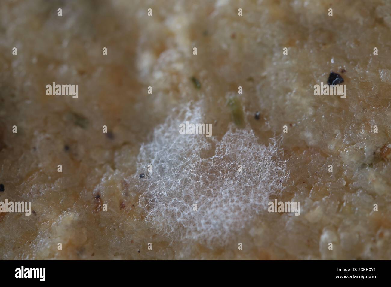 White mold, mold texture in macro, spoiled food, fruits and berries ...