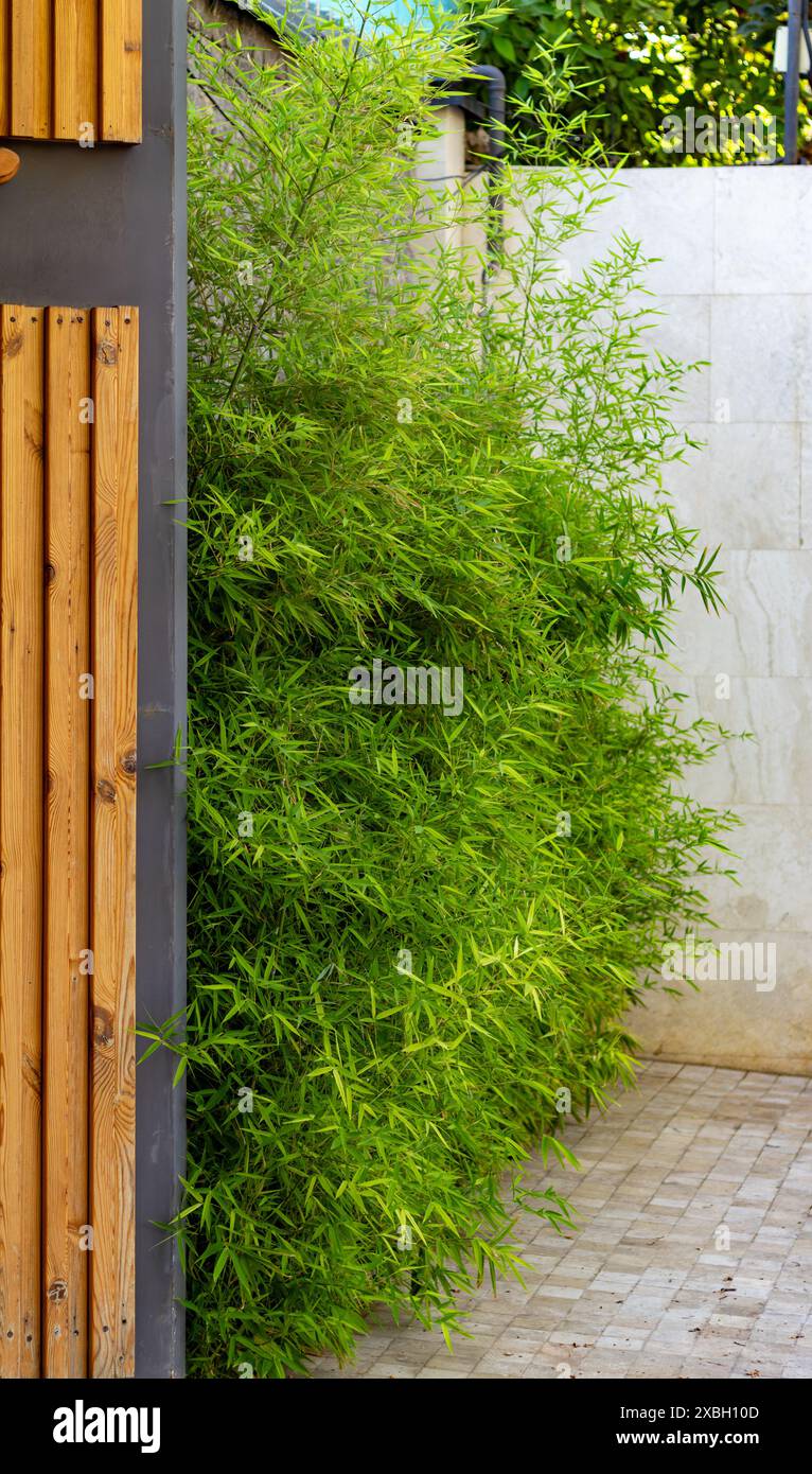 Small bamboo plant hi-res stock photography and images - Alamy