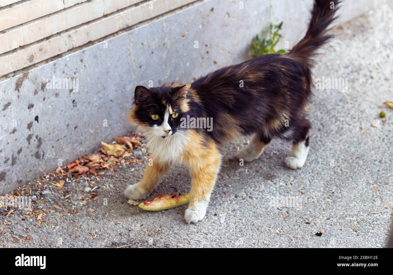 Pics cat hi-res stock photography and images - Alamy