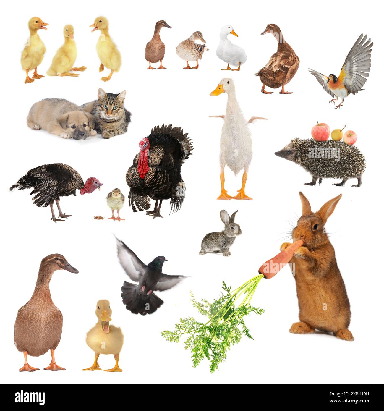 animals isolated on white background Stock Photo - Alamy
