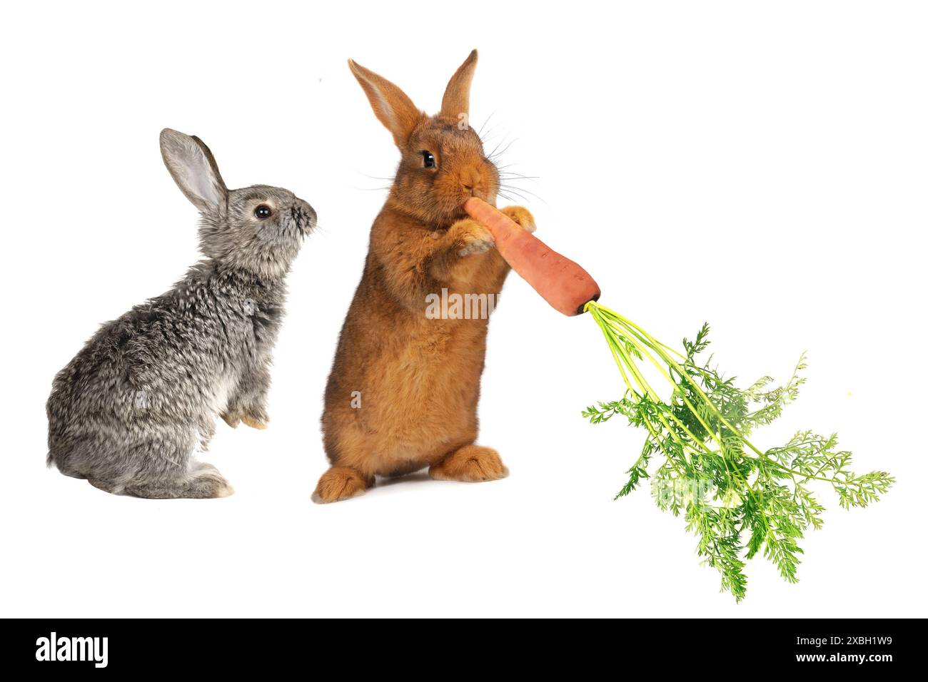 two rabbit with carrot isolated on white background Stock Photo - Alamy