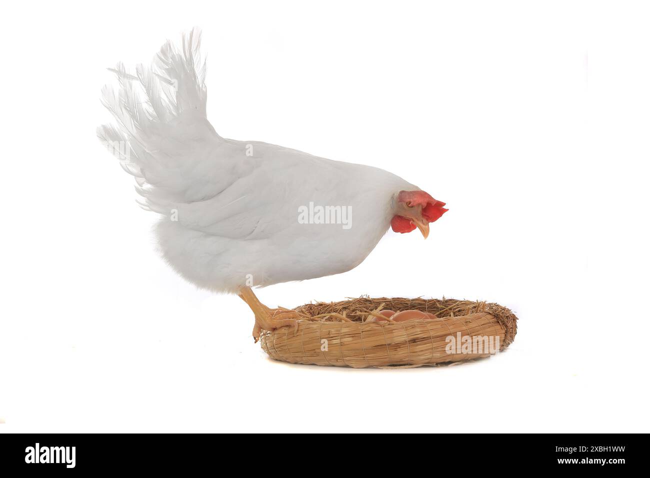 Hen sit egg Cut Out Stock Images & Pictures - Alamy