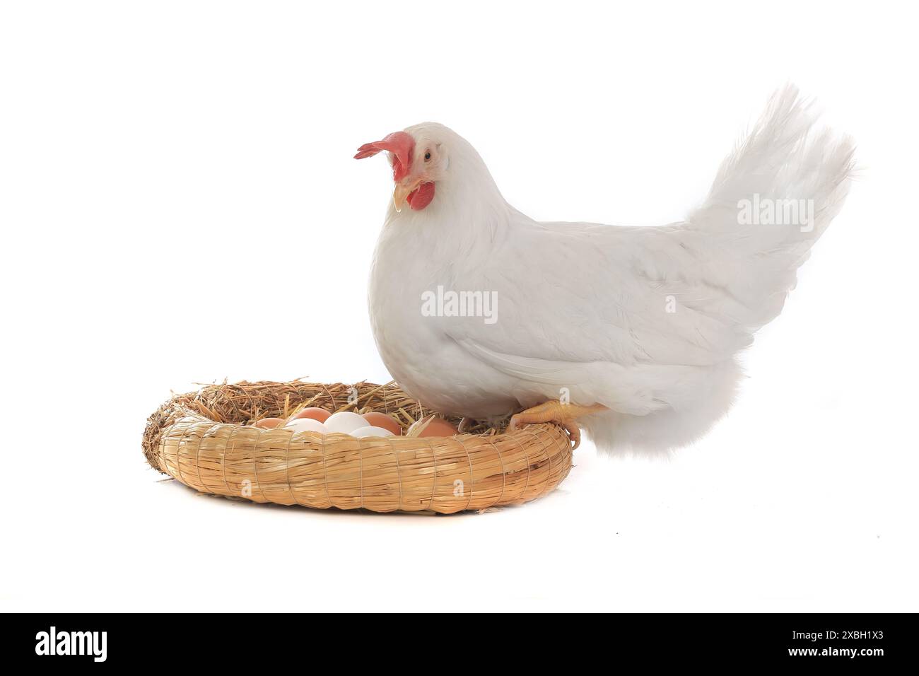 Hen sitting on nest Cut Out Stock Images & Pictures - Alamy