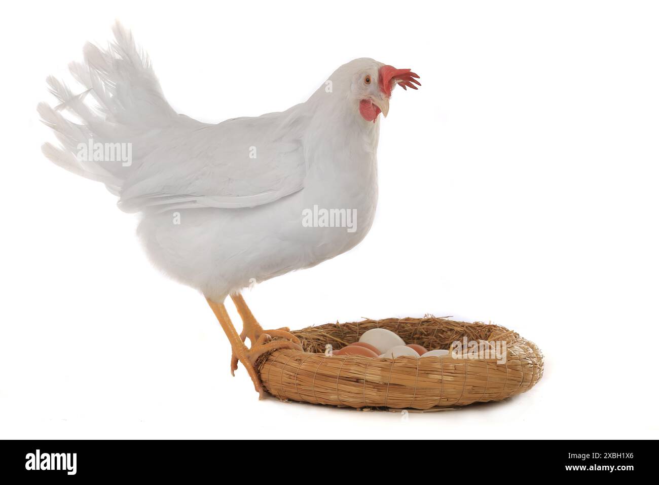 Hen sit egg Cut Out Stock Images & Pictures - Alamy