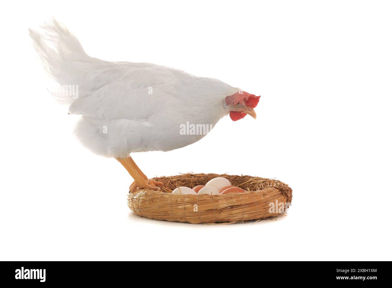 Hen sit egg Cut Out Stock Images & Pictures - Alamy