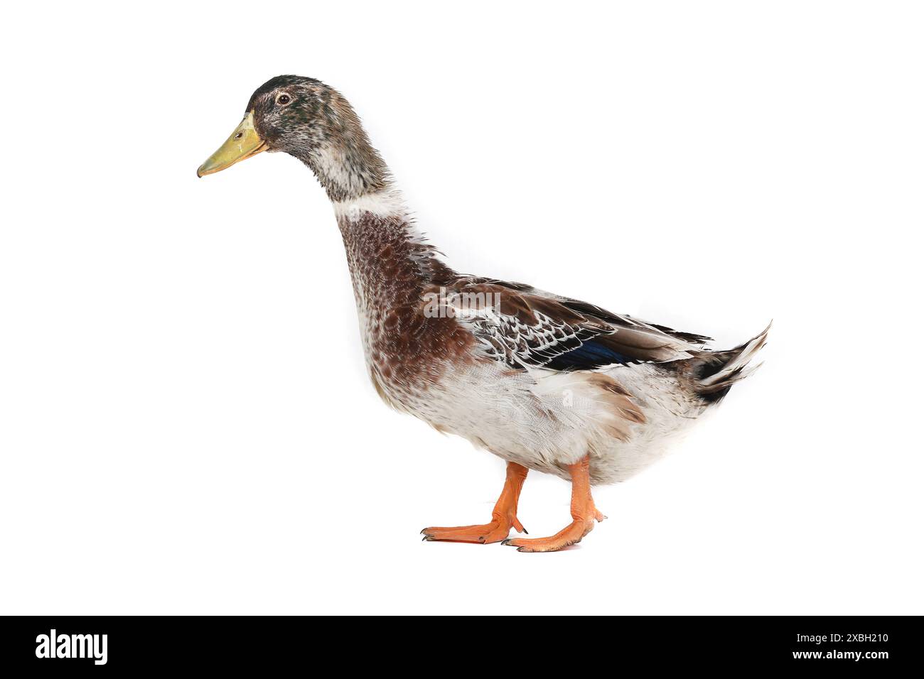 duck on a white background Stock Photo - Alamy