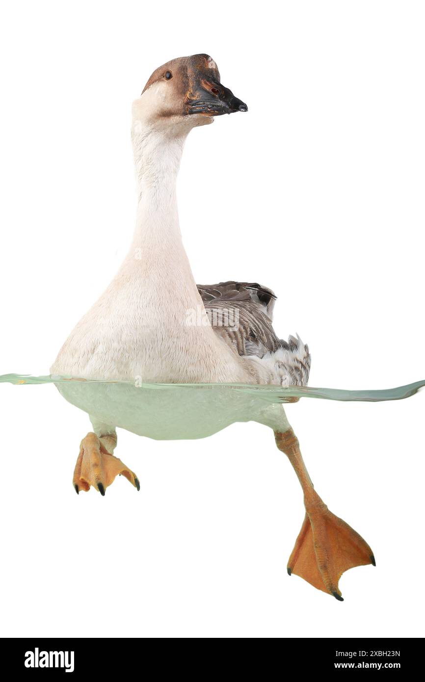 Goose floating on water on a white background Stock Photo - Alamy