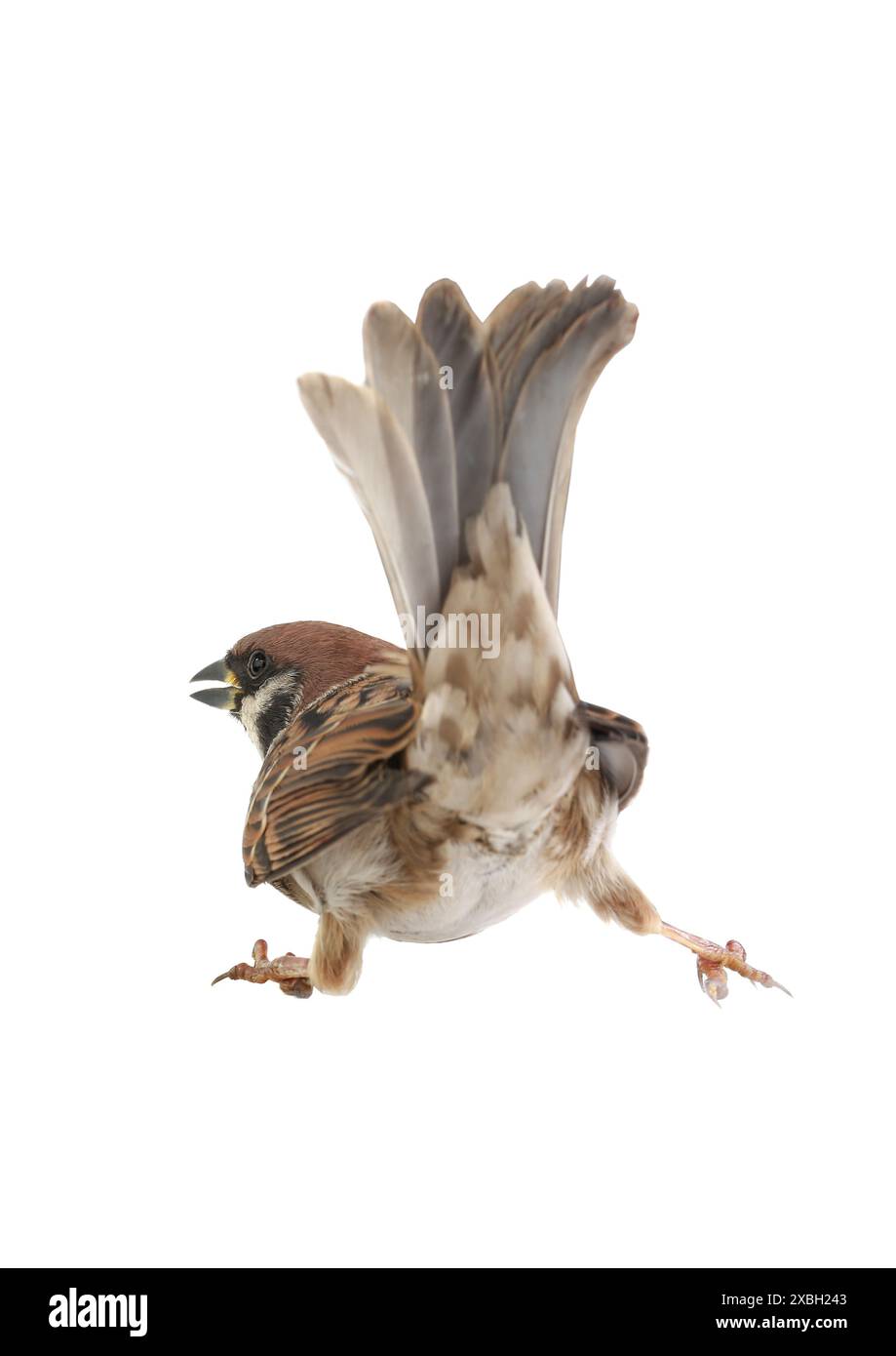 House sparrow side view Cut Out Stock Images & Pictures - Alamy