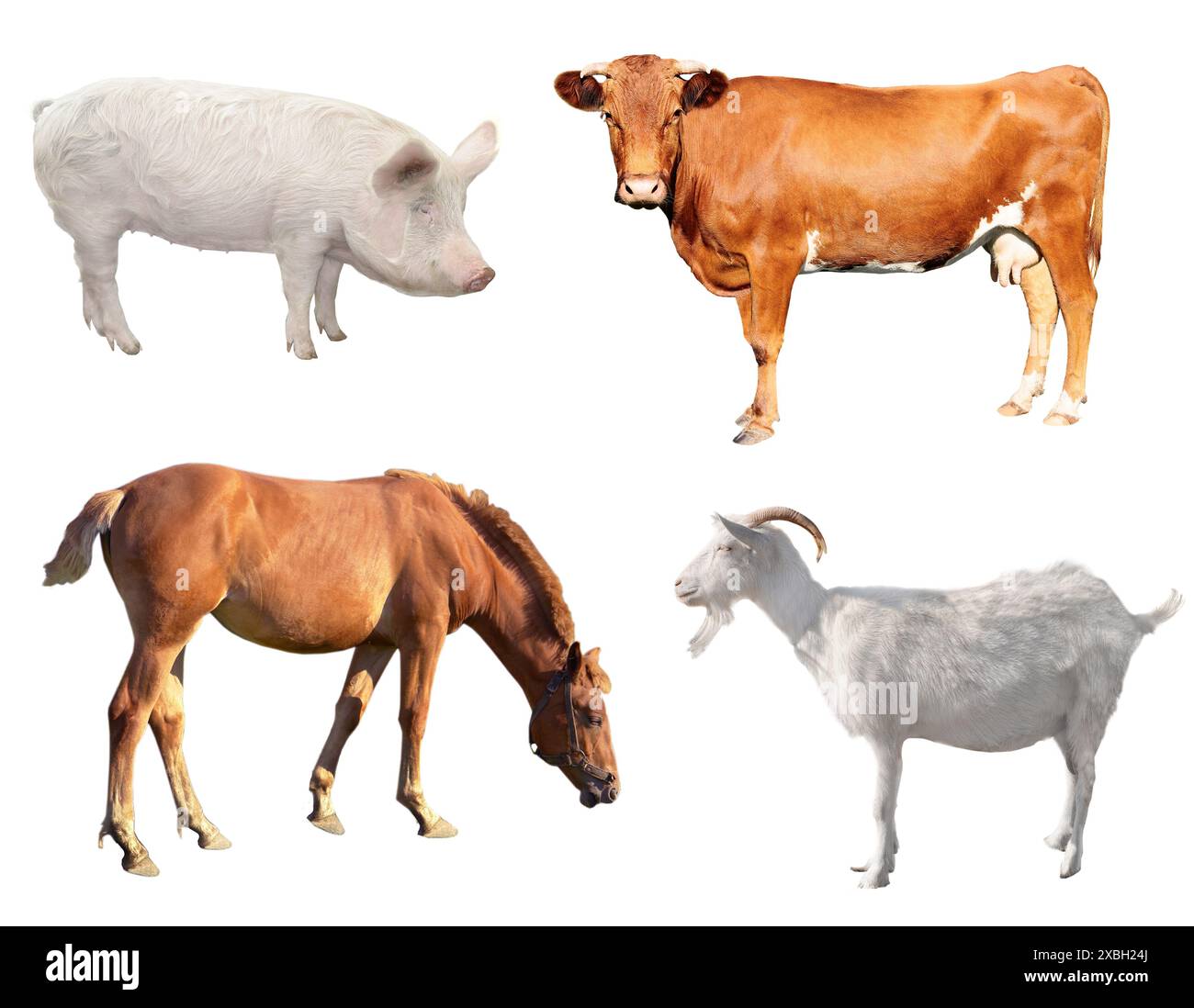 livestock on a white background Stock Photo - Alamy