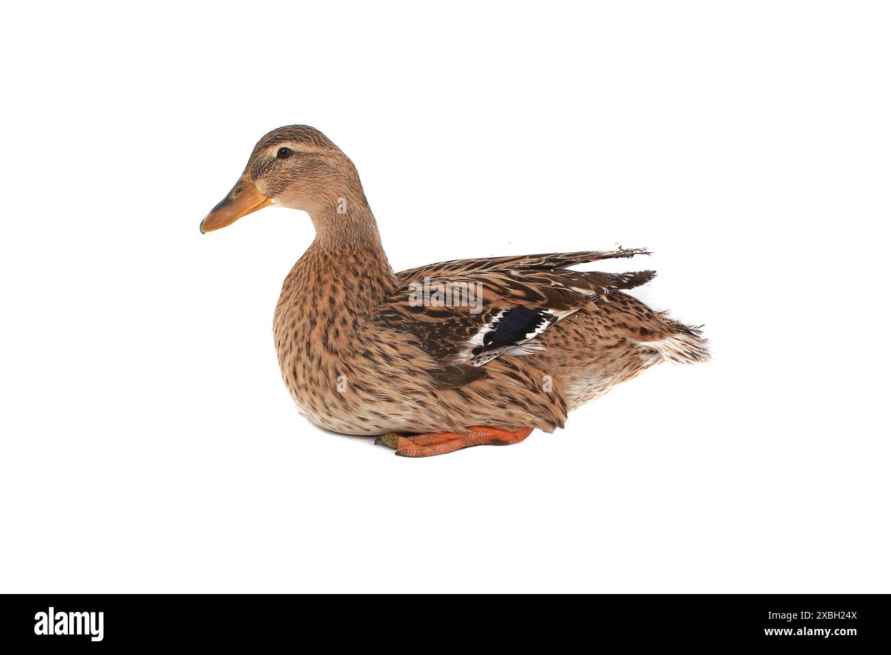 wild duck on a white background Stock Photo - Alamy