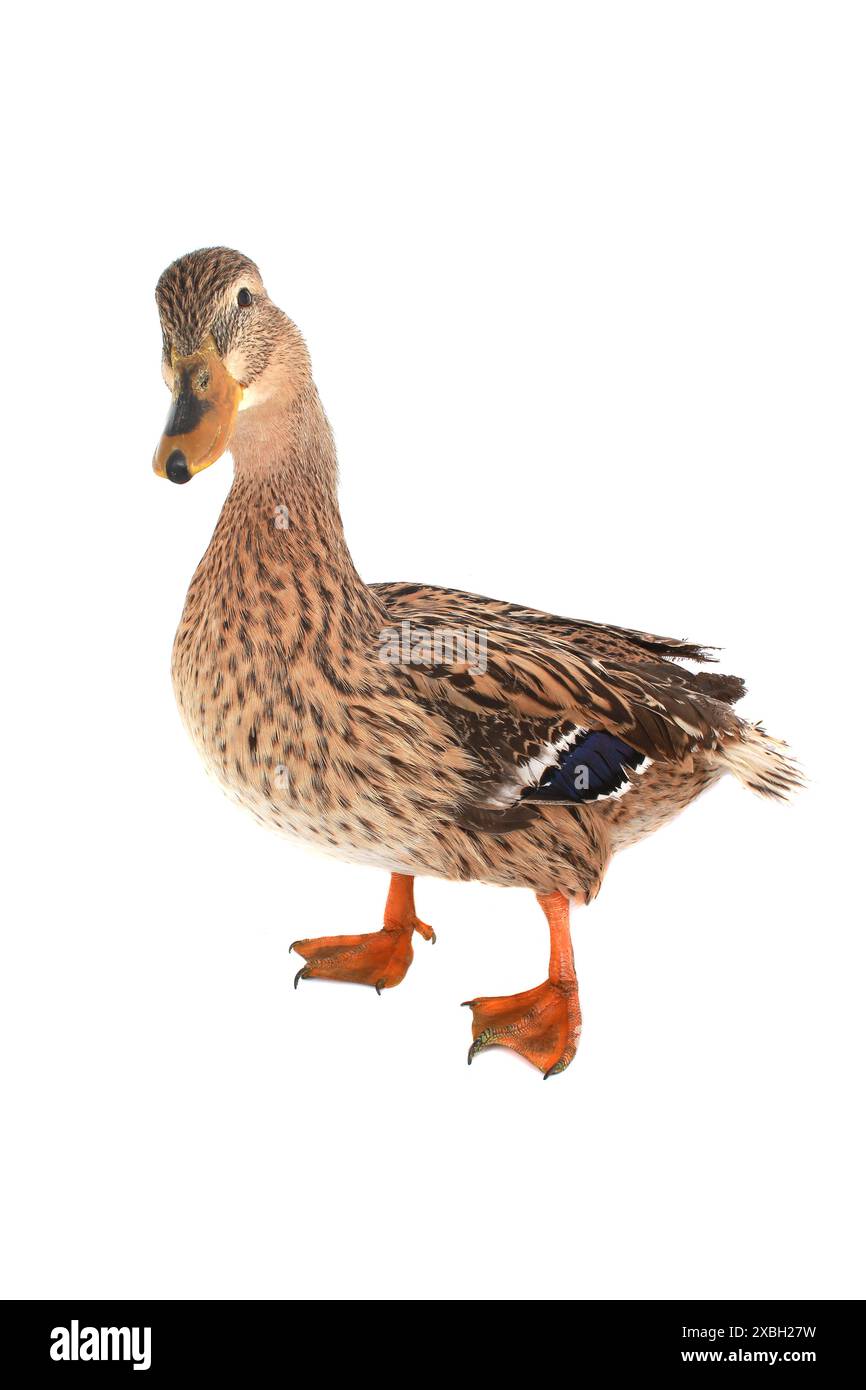 wild duck on a white background Stock Photo - Alamy