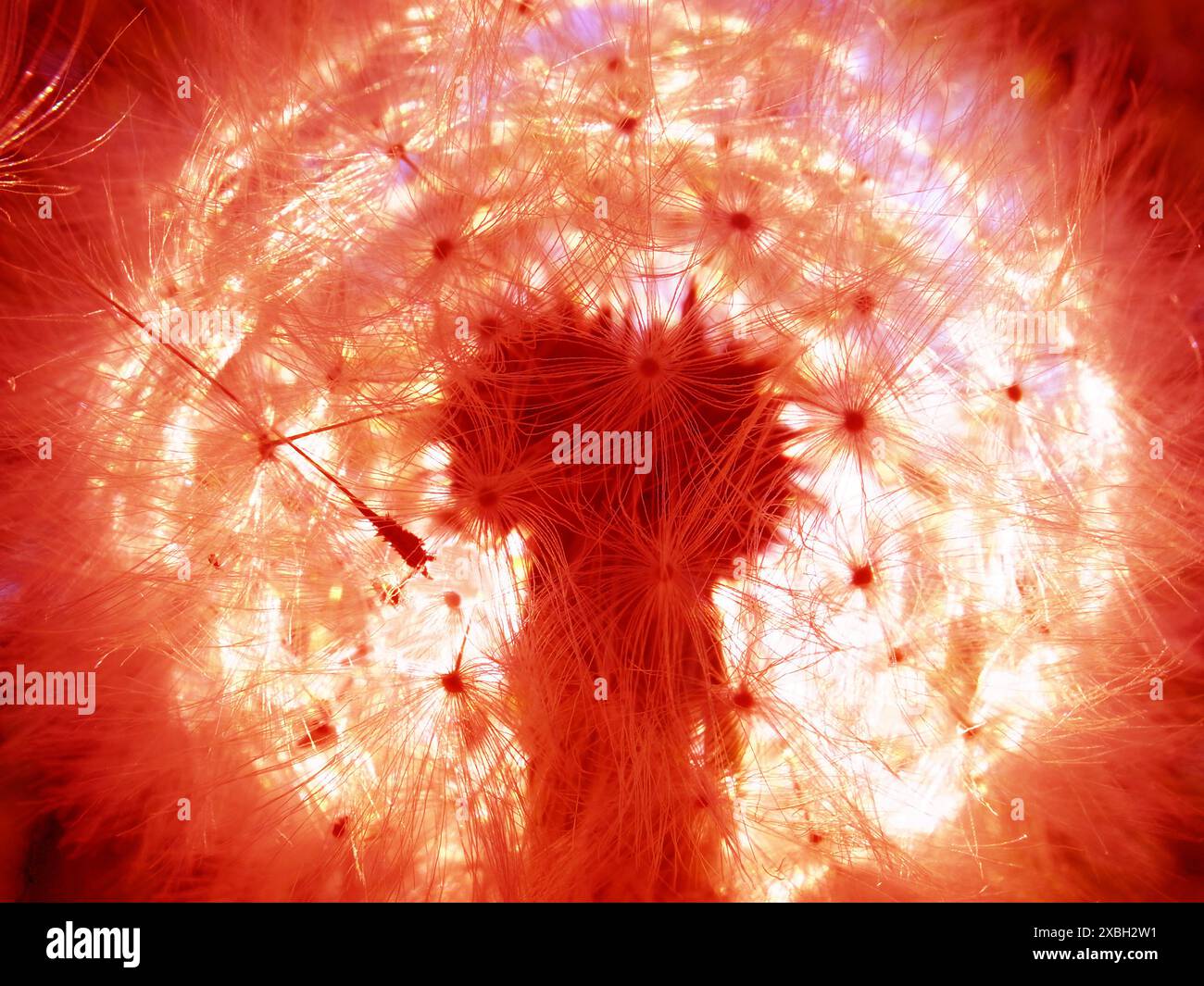 Petal beam outdoor hi-res stock photography and images - Alamy