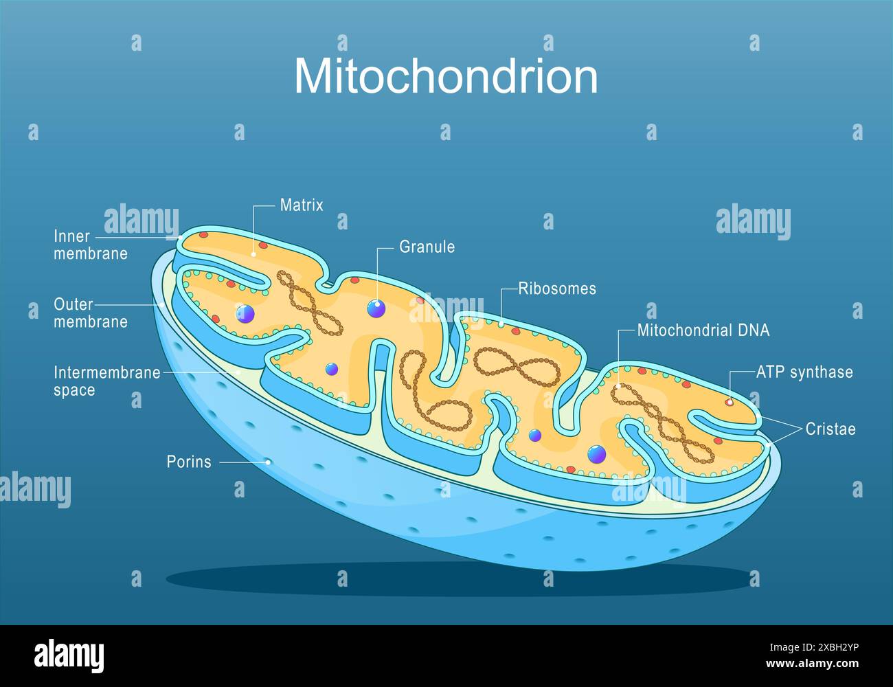 Mitochondria Anatomy