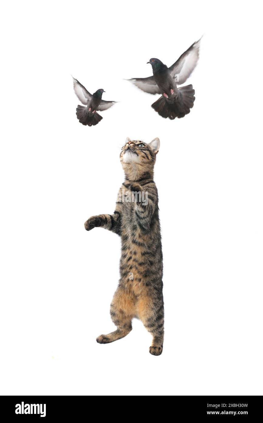 cat and pigeon in flight on a white background Stock Photo - Alamy