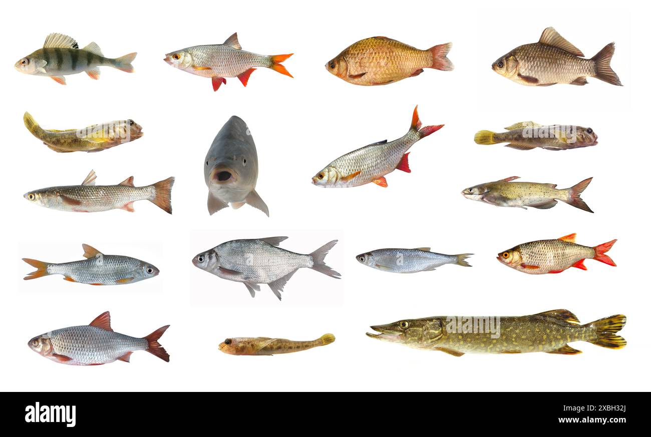 species of river fish on white background Stock Photo - Alamy