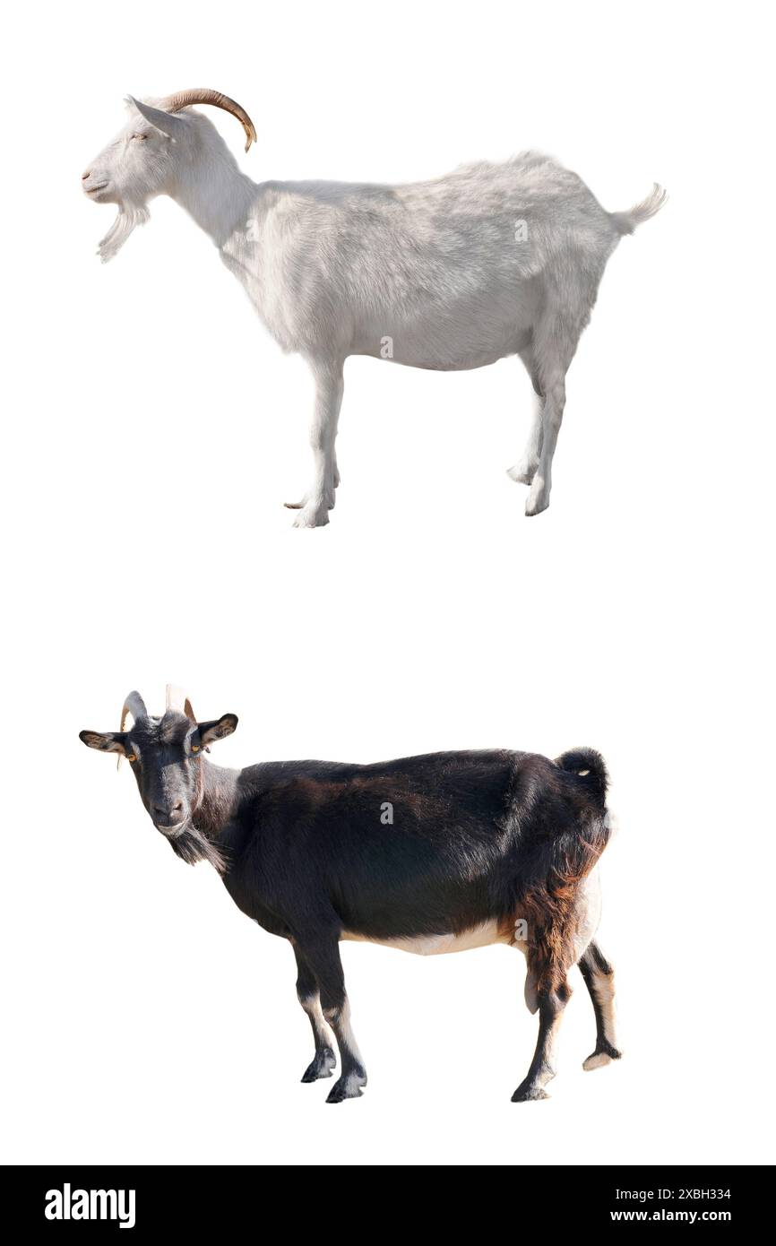 Goat standing up isolated on hi-res stock photography and images - Alamy