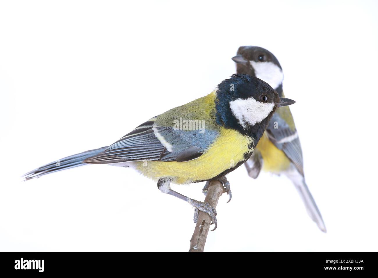 great titmouse isolated on a white background, photographing in studio ...