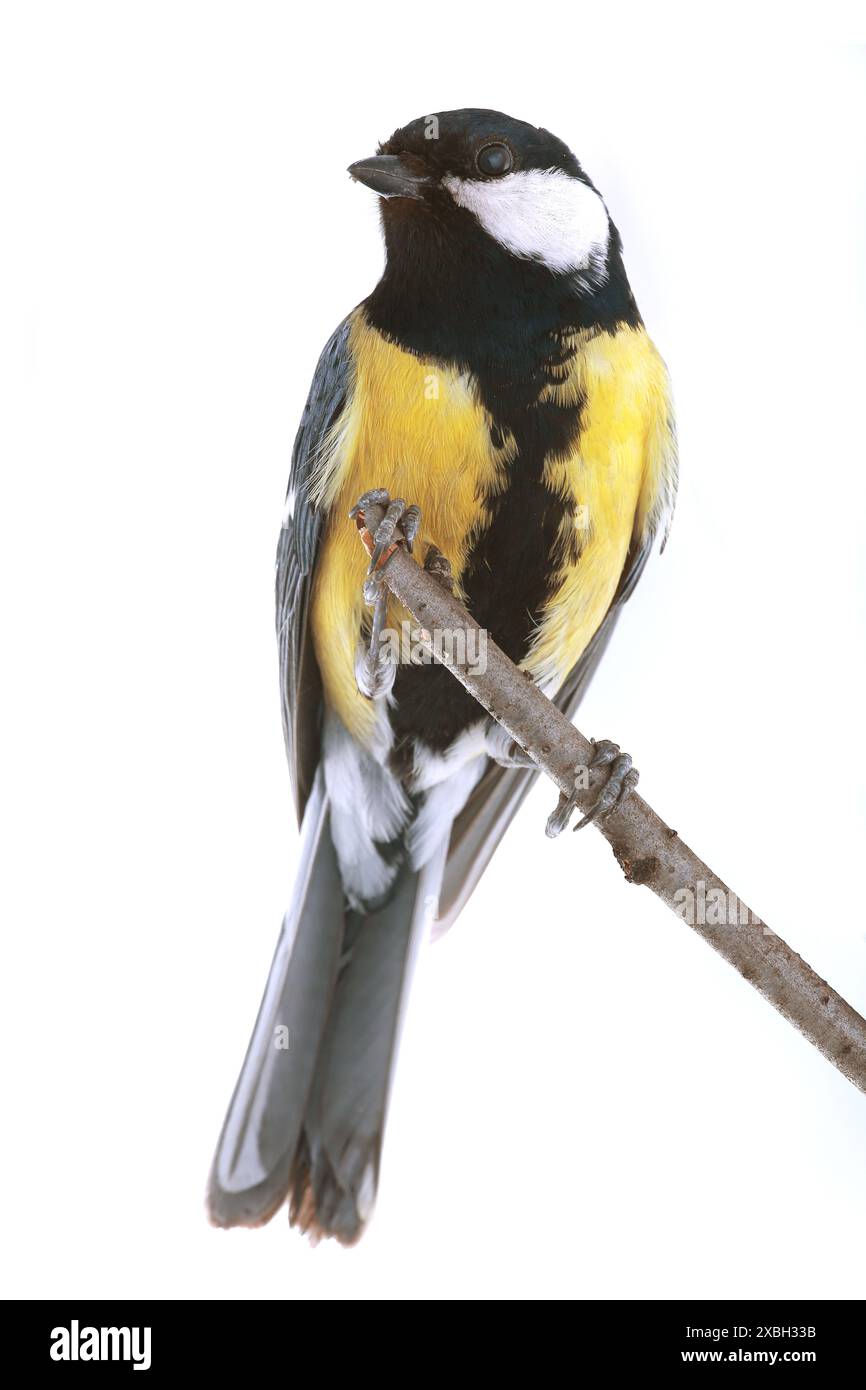 great titmouse isolated on a white background, photographing in studio ...