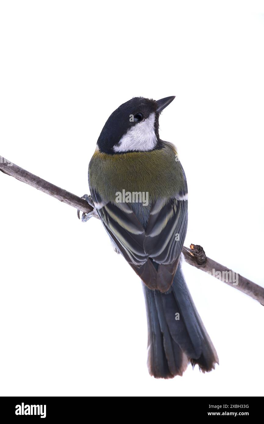 great titmouse isolated on a white background, photographing in studio ...
