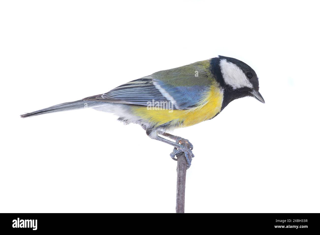 great titmouse isolated on a white background, photographing in studio ...