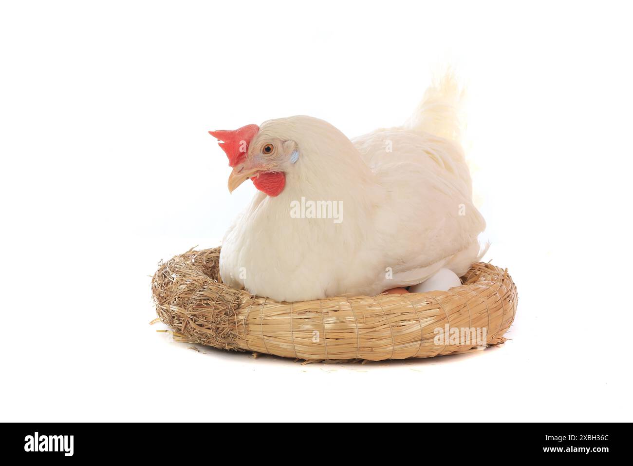 Hen sitting on nest Cut Out Stock Images & Pictures - Alamy
