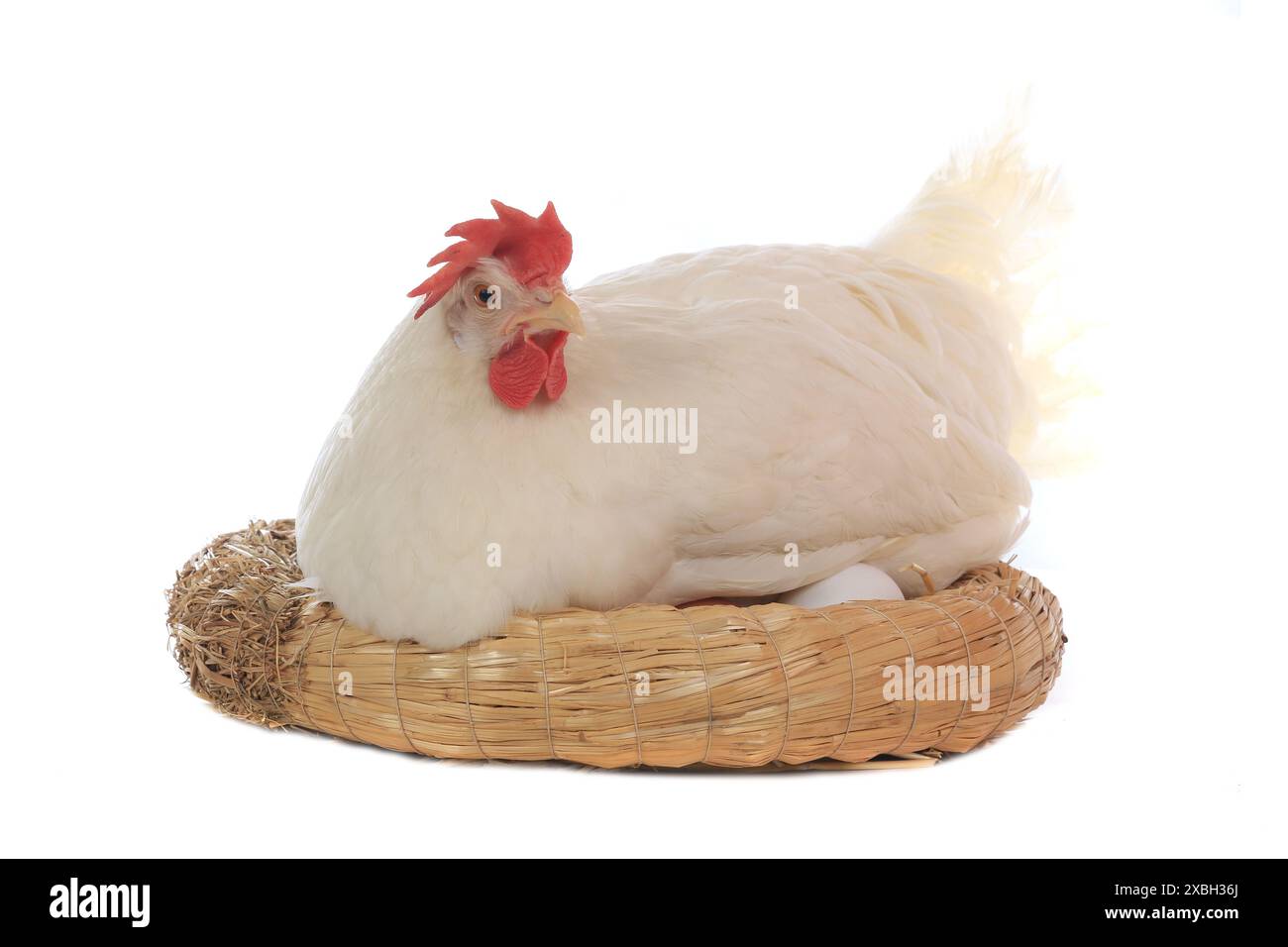 Sitting nest Cut Out Stock Images & Pictures - Alamy