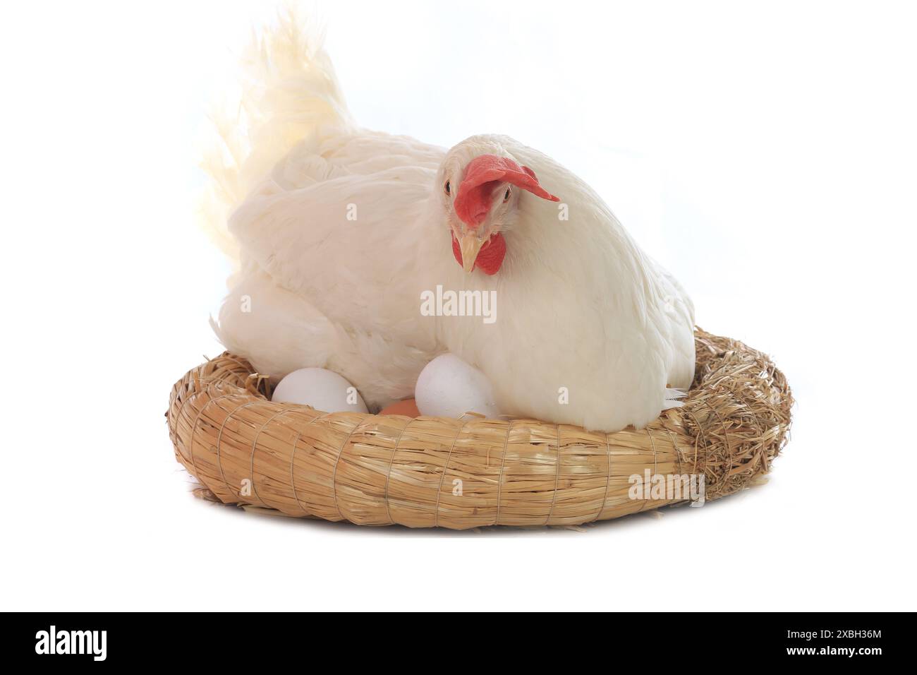 Sitting nest Cut Out Stock Images & Pictures - Alamy