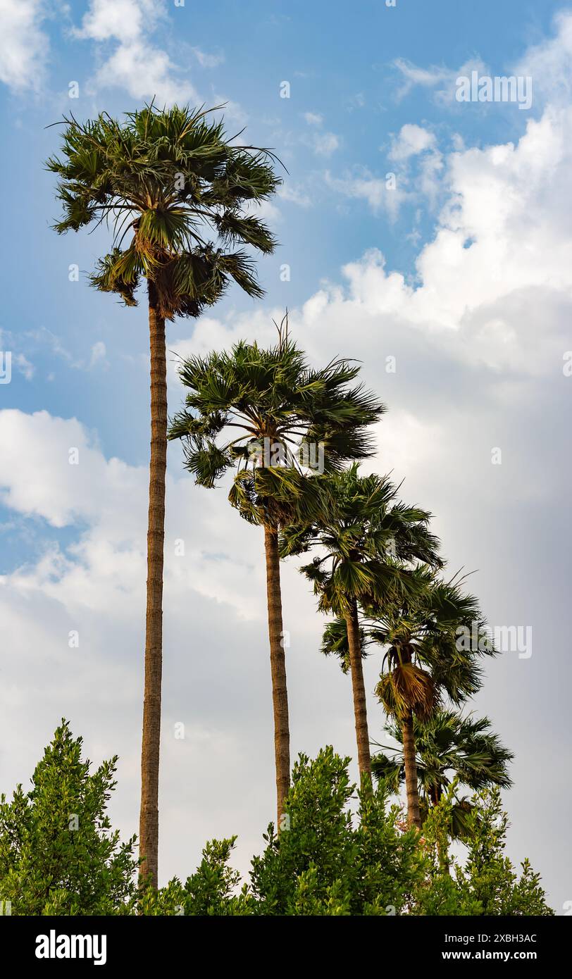 Beautiful green park palm trees hi-res stock photography and images - Alamy