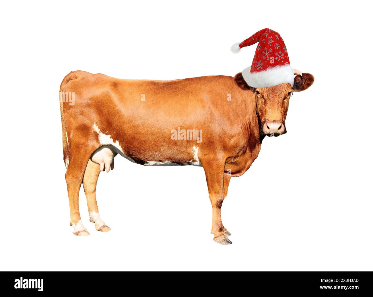 brown cow isolated on white background Stock Photo - Alamy